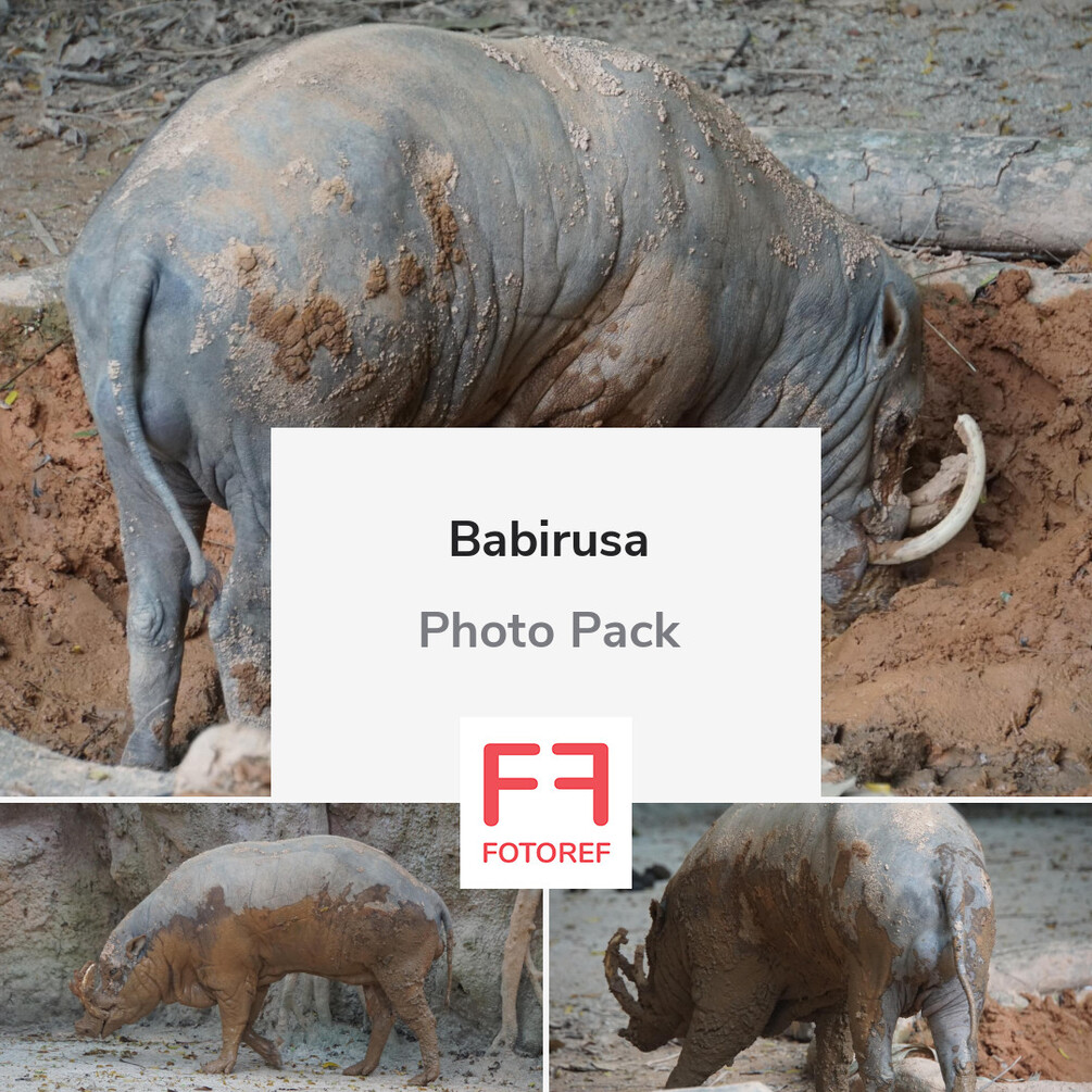 147 photos of Babirusa