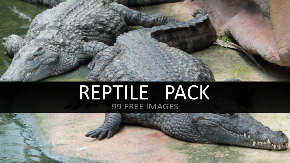 Free Reptile Image Pack