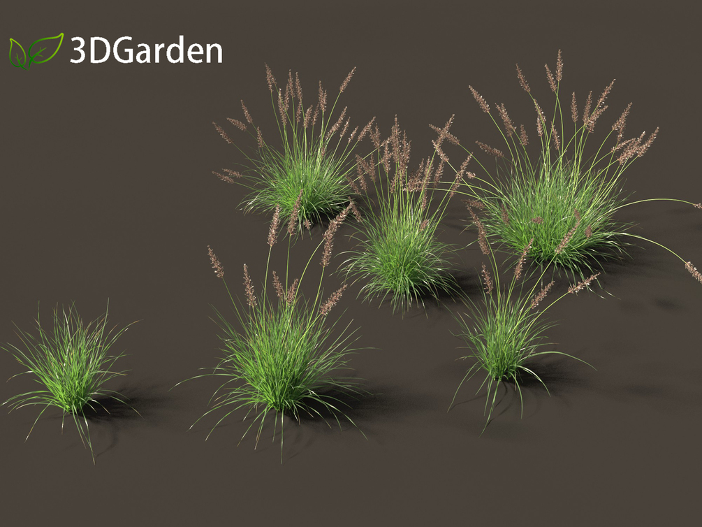 Molinia caerulea – purple moor-grass 01 3D Model