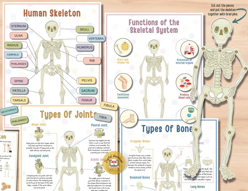 Human Anatomy Busy Book PRINTABLE Human Body