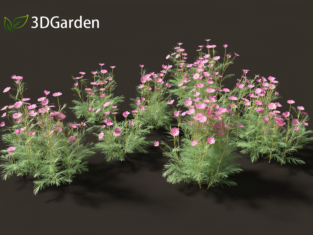 Cosmos bipinnatus – Garden Cosmos 3D Model