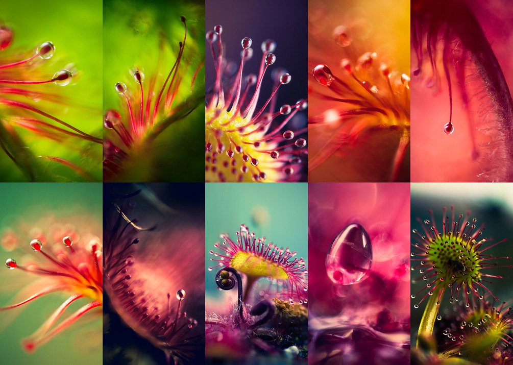 Drosera - Wallpapers - QHD