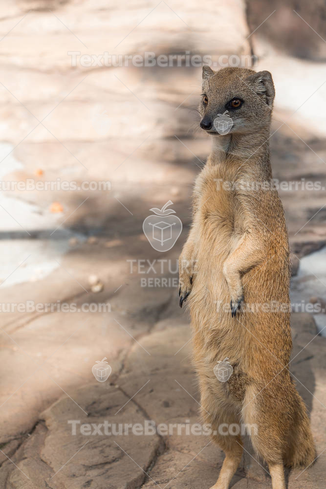 Standing yellow mongoose, cute and funny