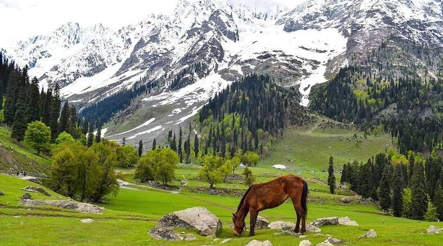 Drass Valley: The Gateway to Ladakh and the Coldest Inhabited Place in ...