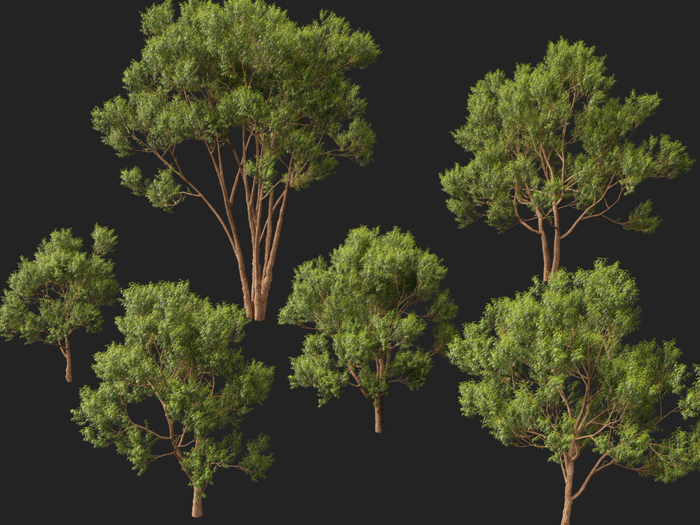 (HighPoly+Low Poly) Eucalyptus robusta – swamp mahogany 3D Model