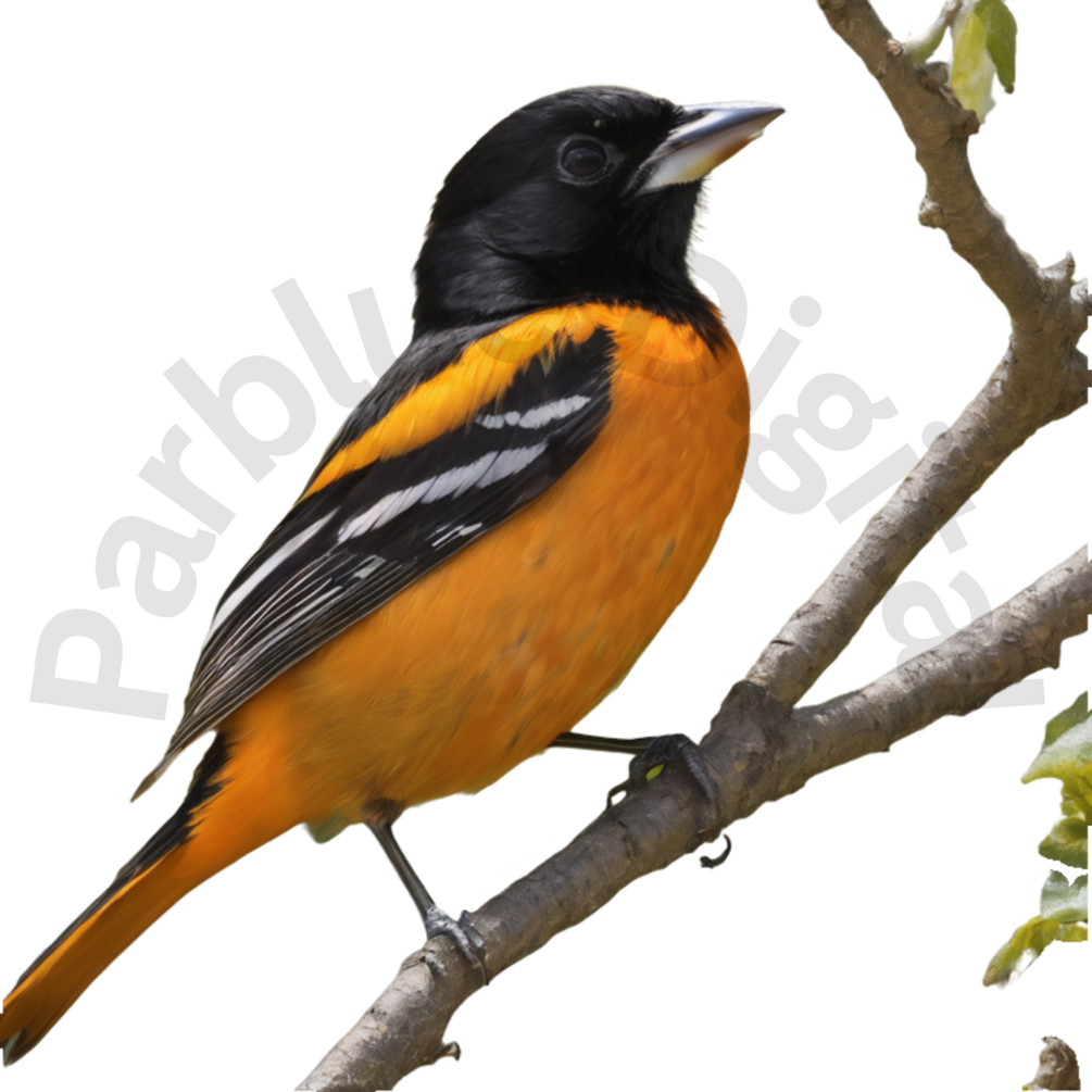 Baltimore Oriole Clip Art With Transparent Background | Digital ...