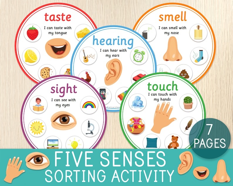 Five Senses Sorting Activity