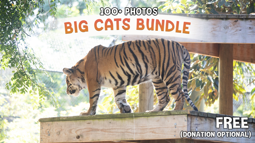 🐯 BIG CATS Reference Pack | 100+ photos