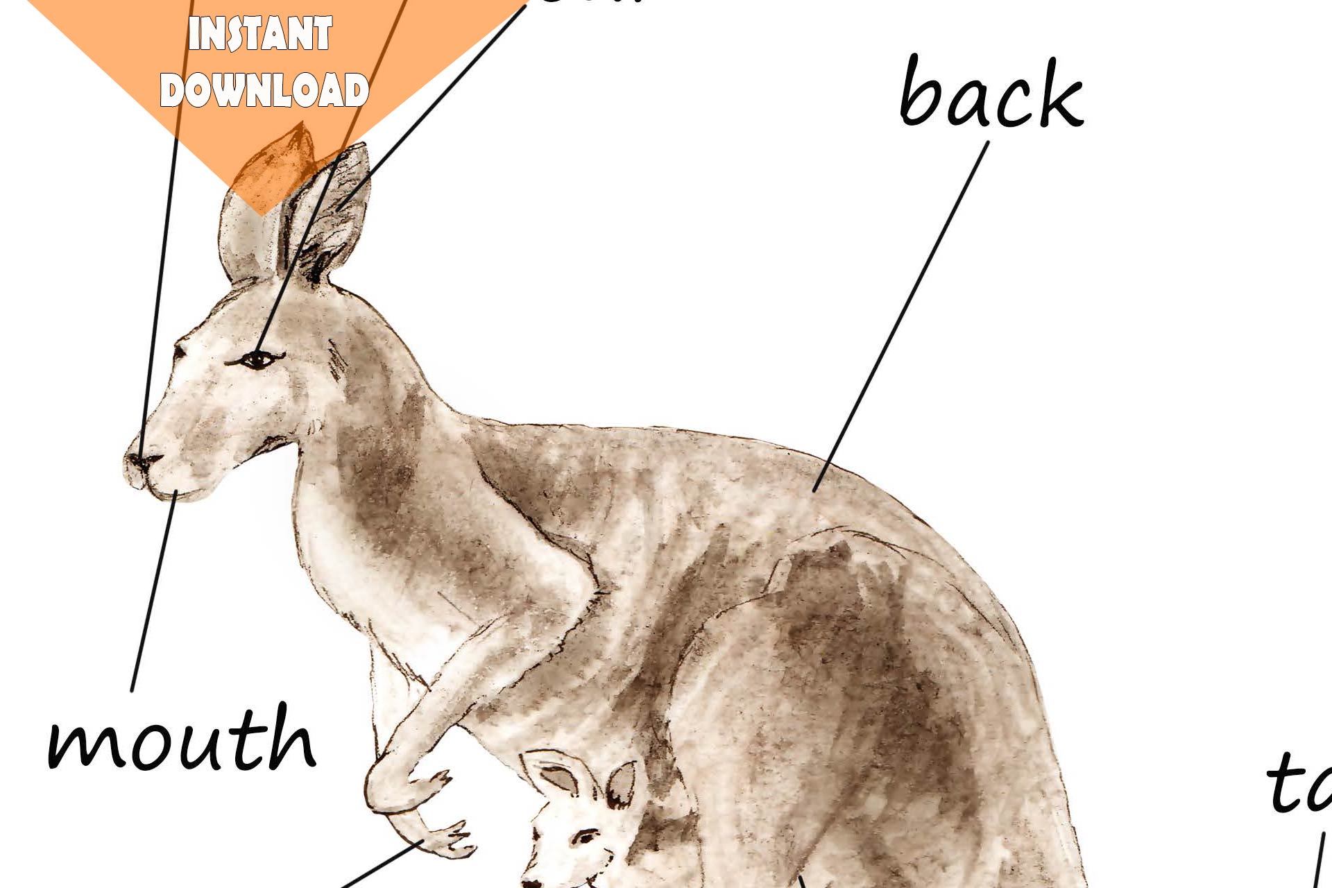 Kangaroo anatomy, Body parts, Australia, Animal, Homeschooling printable