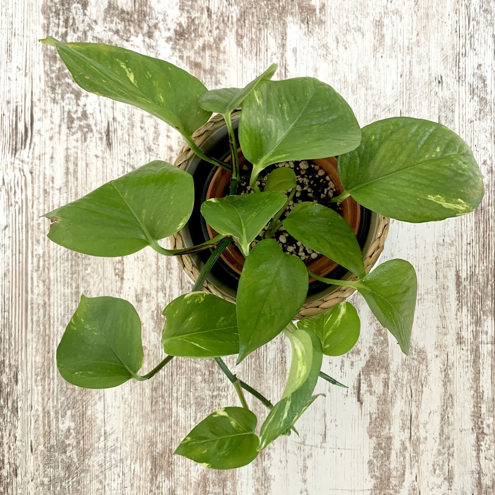 Golden pothos care document