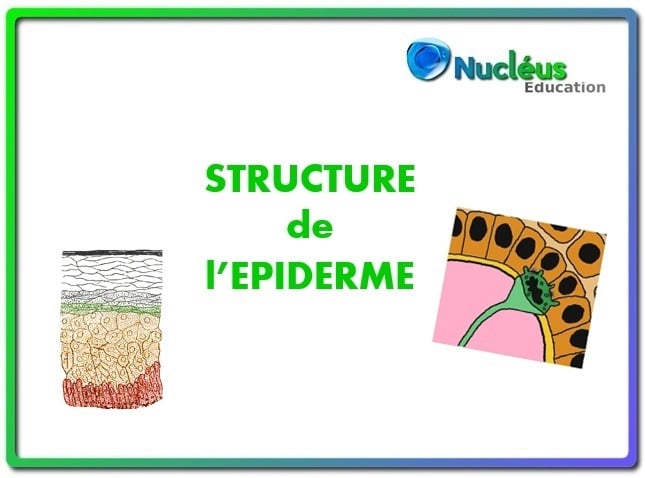 6- La structure de l'épiderme