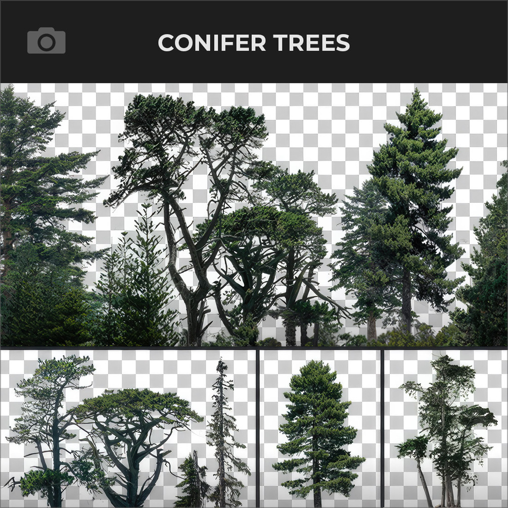 CONIFER TREES