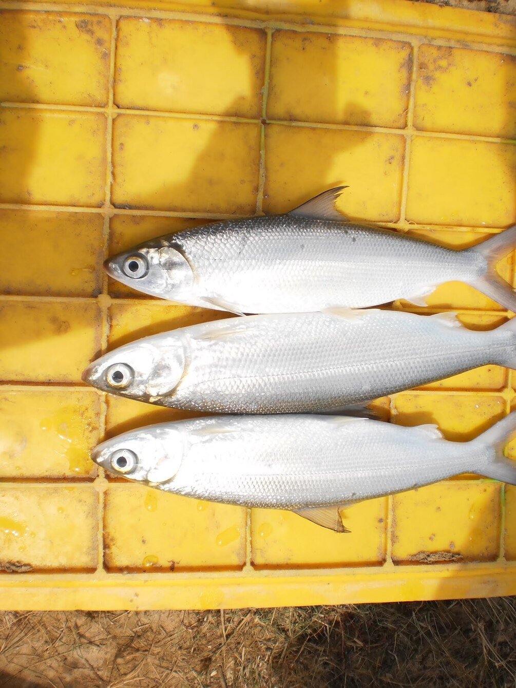 BACKYARD FISH FARMING - ONLINE TRAINING