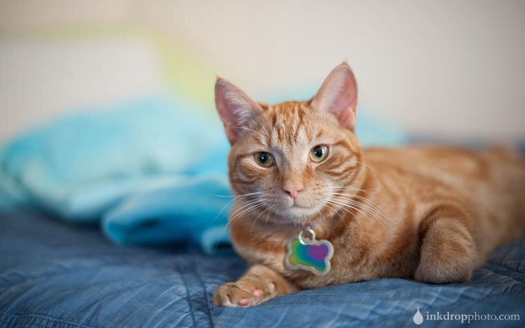 Roofus - 02 - 18x12x.75" Canvas Print