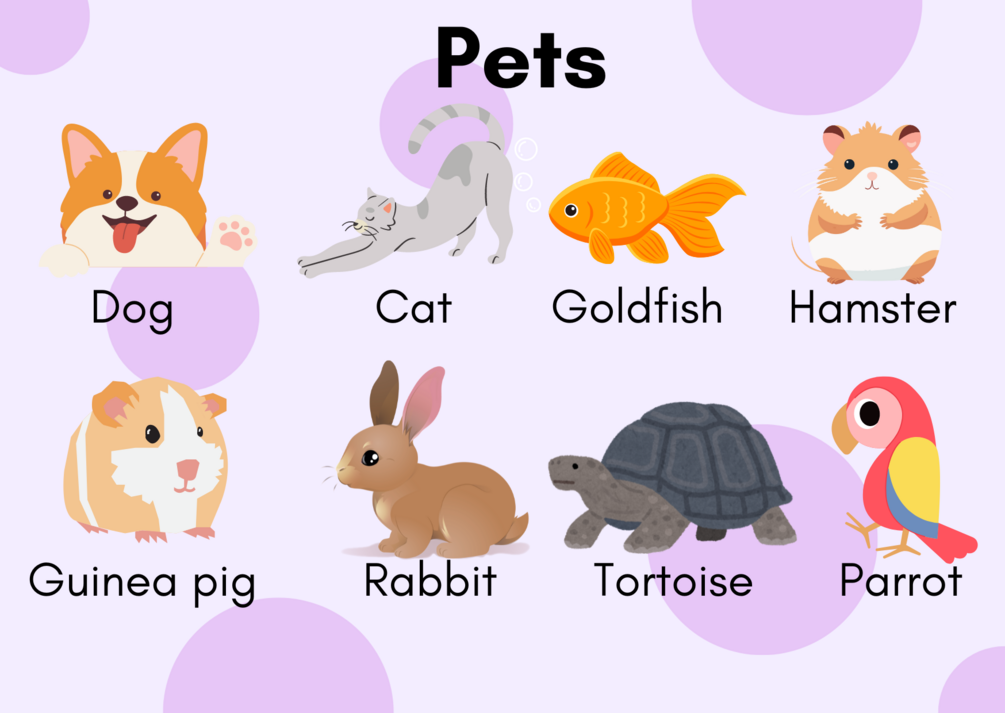 Vocabulary about pets