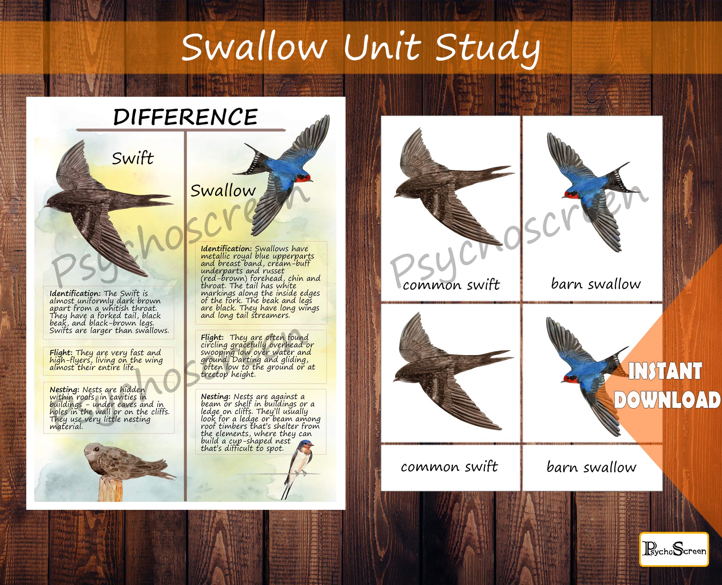 SWALLOW Unit Study: MEGA Printable swallows set, Barn swallow bird