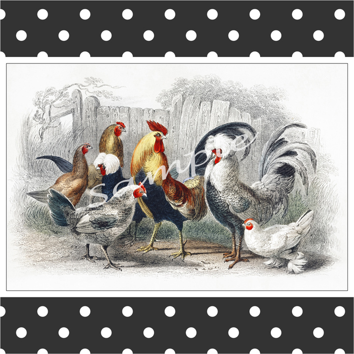 Black, White Polka Dot, Wall Art, Chicken, Farm, Rooster, Poster #RD520