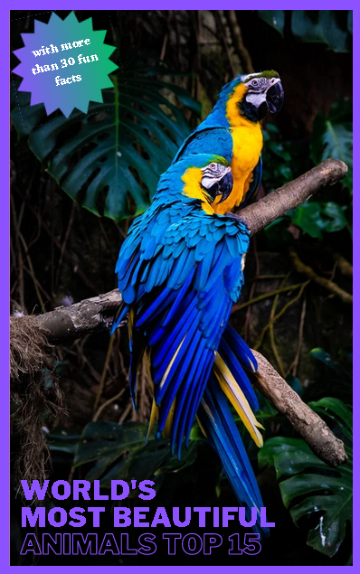 World's Most Beautiful Animals top 15