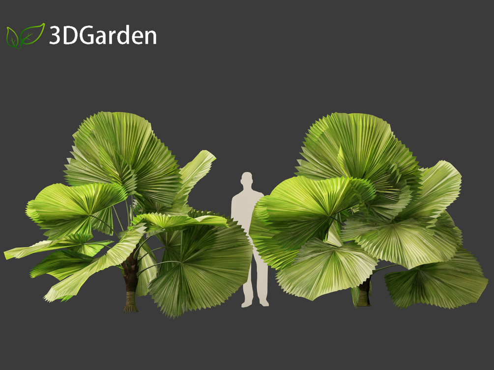 Licuala grandis – Swamp Fan Palm 3D Model