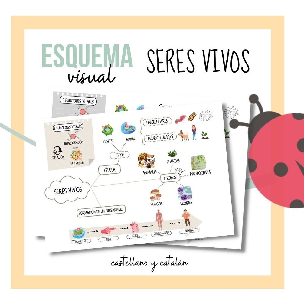 visual thinking_la celula (CAT-ESP)