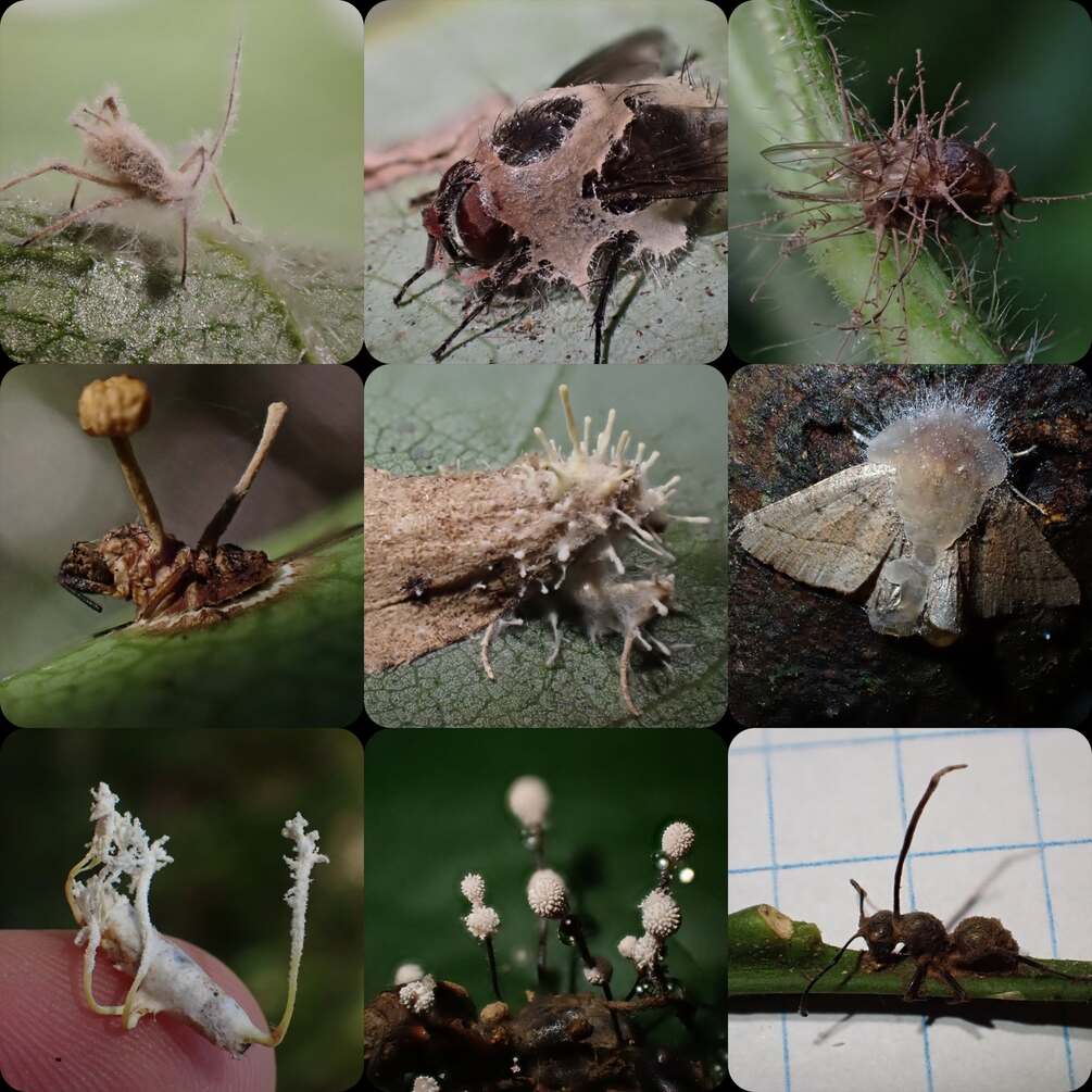 EARTHLING CARDS Part 5 FUNGI zombie on aphid fly moth ant UNZIPPED ...