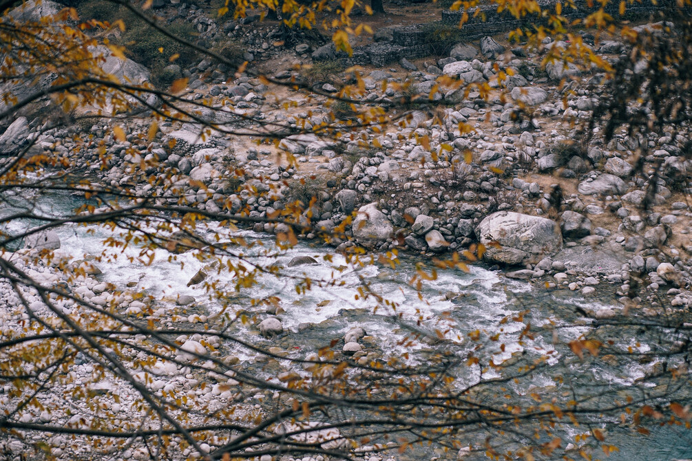 The Beas River in India Seen Through Tree Branches with Small Yellow Leaves (6000 x 4000px)
