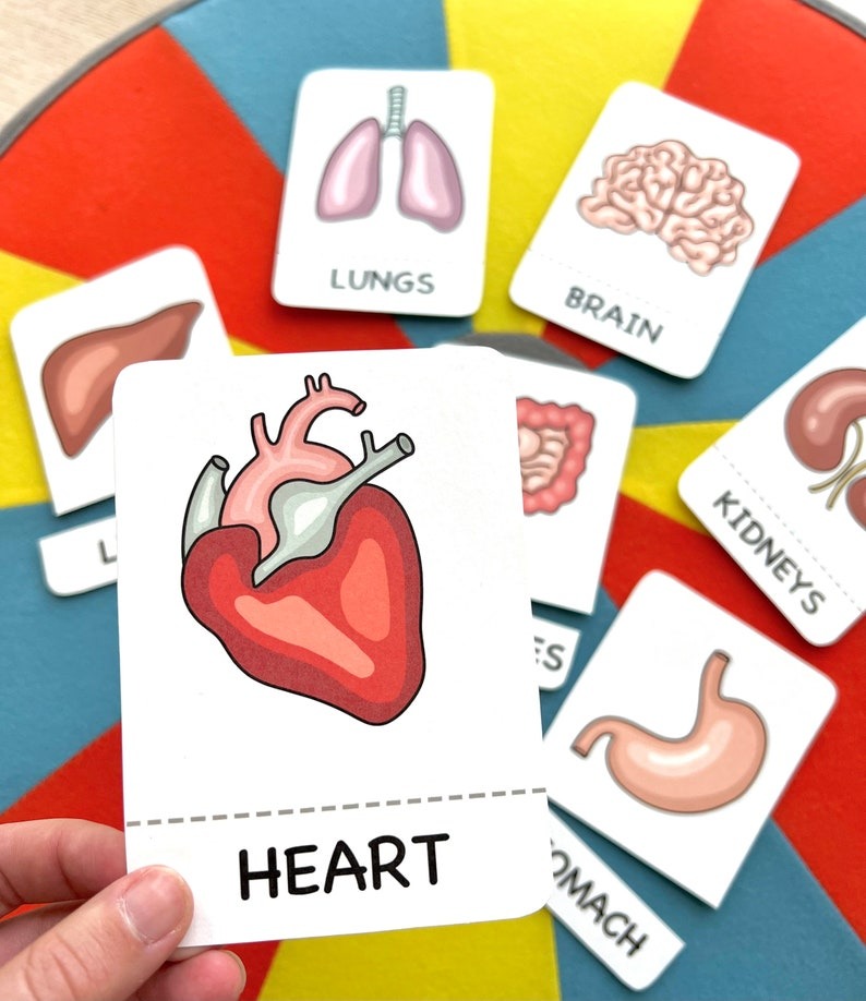 Human Organs and Body Flashcards