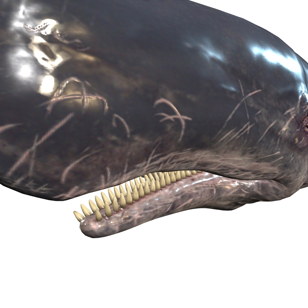 WHALE SPERM WHALE MOBY DICK ORCA KILLER WHALE DOLPHIN FISH SEA CREATURE ...
