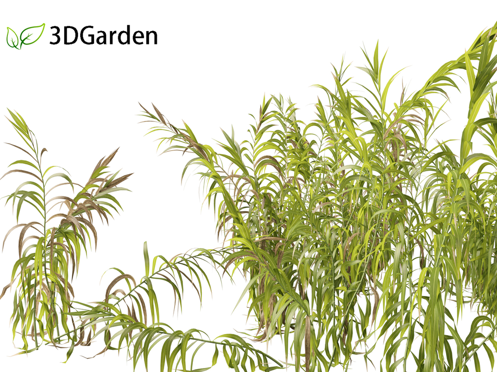 Arundo donax – Giant reed 3D Model