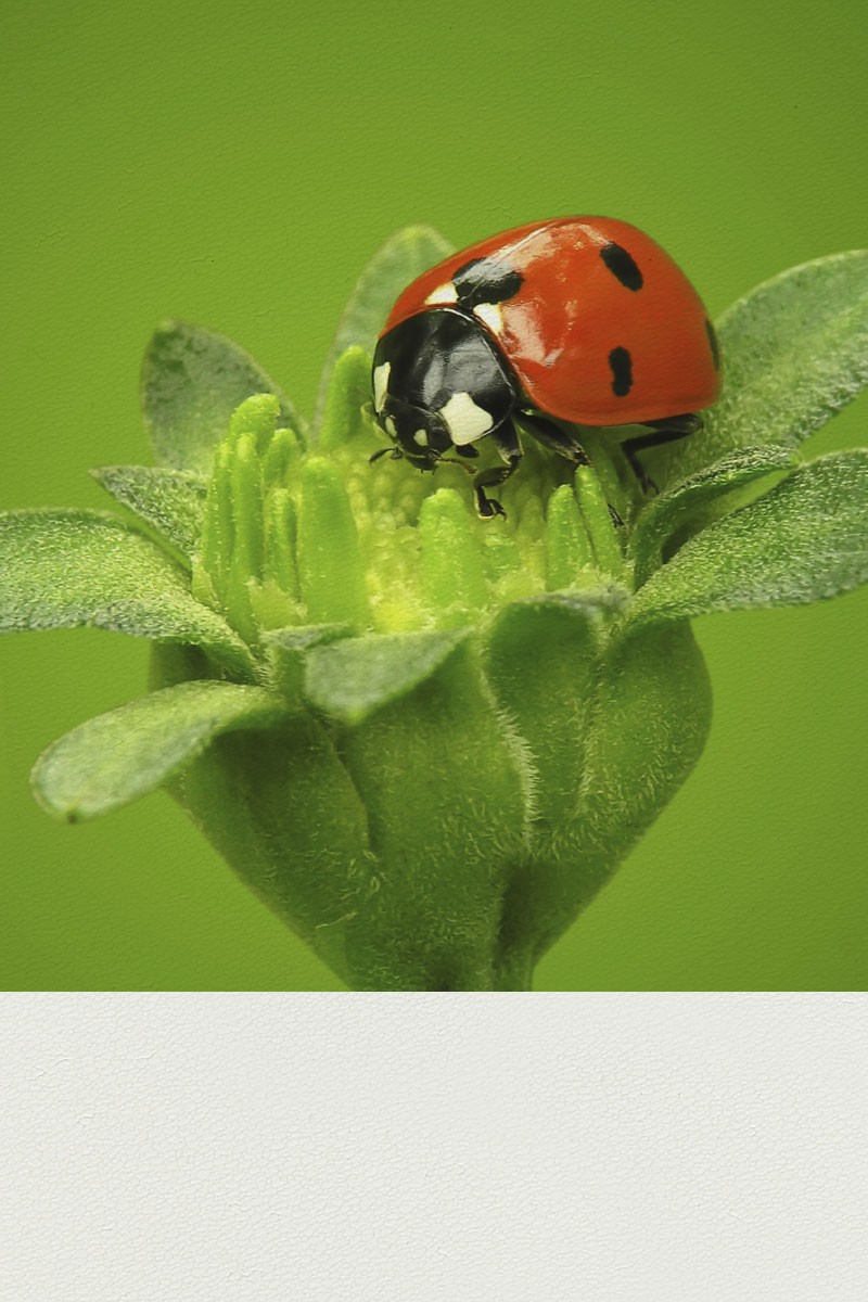 Premium Carpet Decal Floor Graphics | Slip And Puncture Resistant