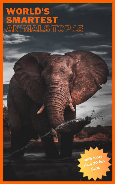 World's smartest animals top 15