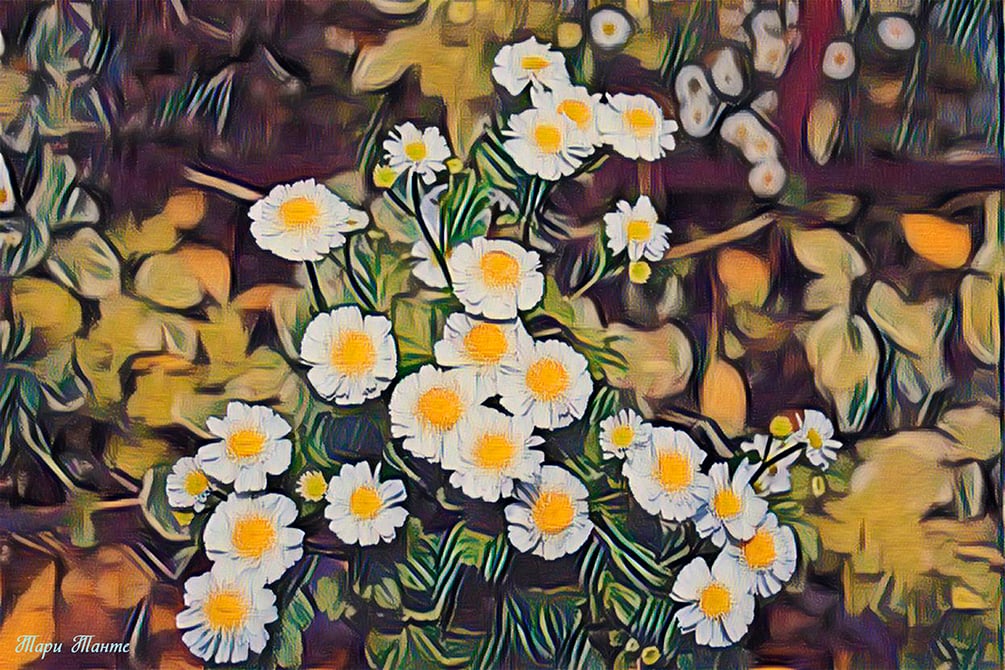 Daisies-picasso