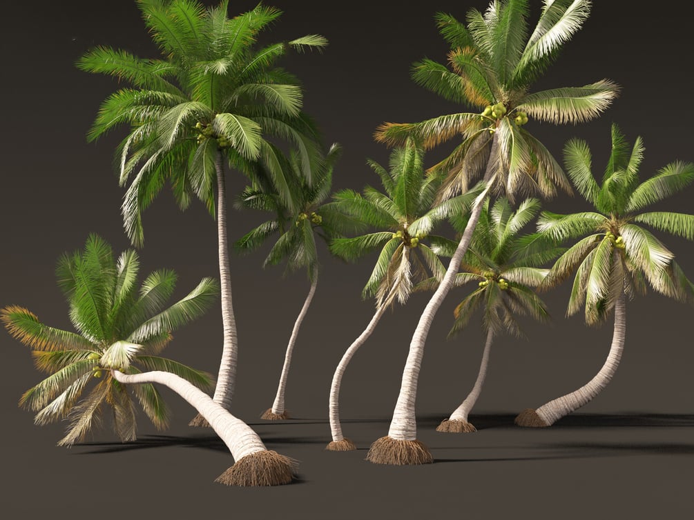 Cocos nucifera – Coconut tree 04 3D Model