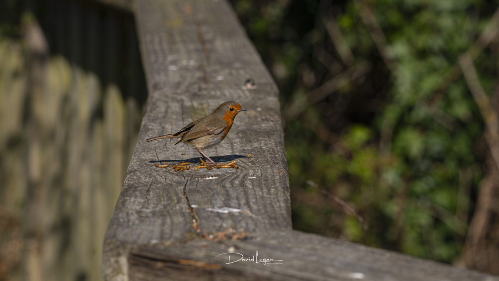 RSPB Conwy wallpaper bundle 2.