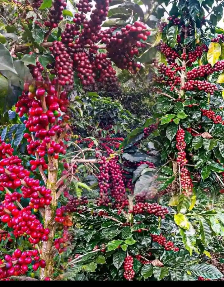 Complete Coffee Farming Guide for Beginners in Kenya