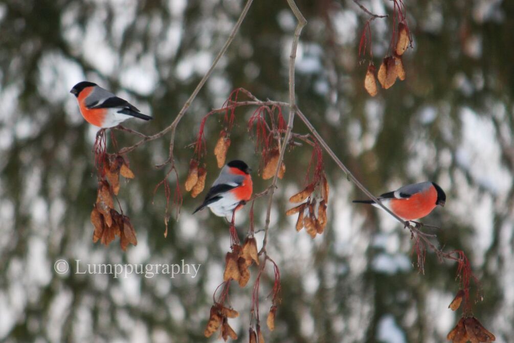 Three birds on a branch - digital photo