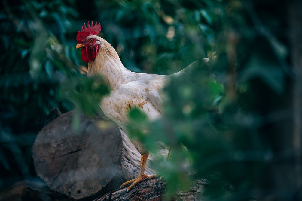 Beautiful White Rooster Standing on a Log (6000 x 4000px)
