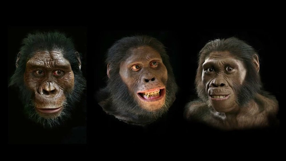 The History of Human Evolution: From Primordial Beginnings to Modern ...