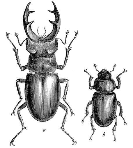 Beetle Chads & ChatGPT - iNotion