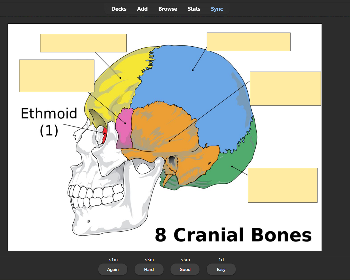 Complete Anatomy Deck Bundle | 1st Semester Mastery with High-Yield ...
