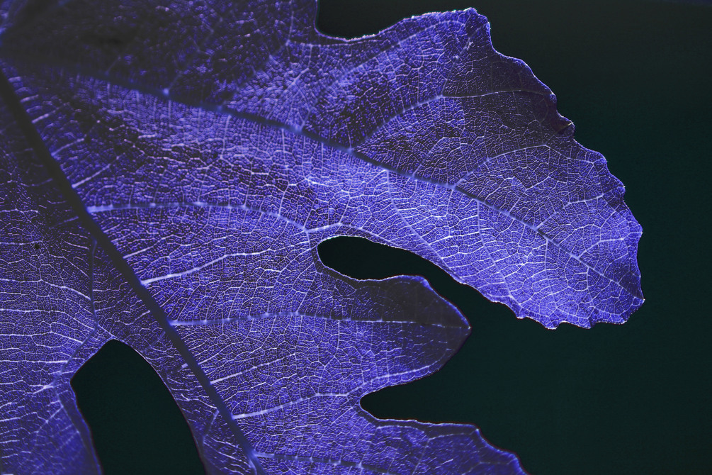 Nature Photography Purple