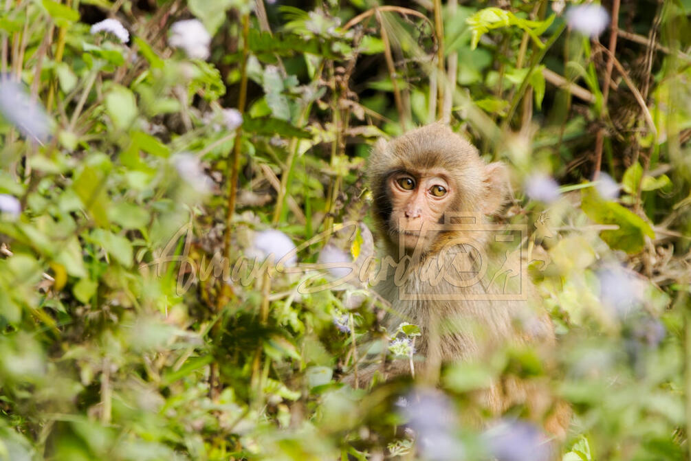 Curious Rhesus Macaque in the Wild – Printable Wall Art