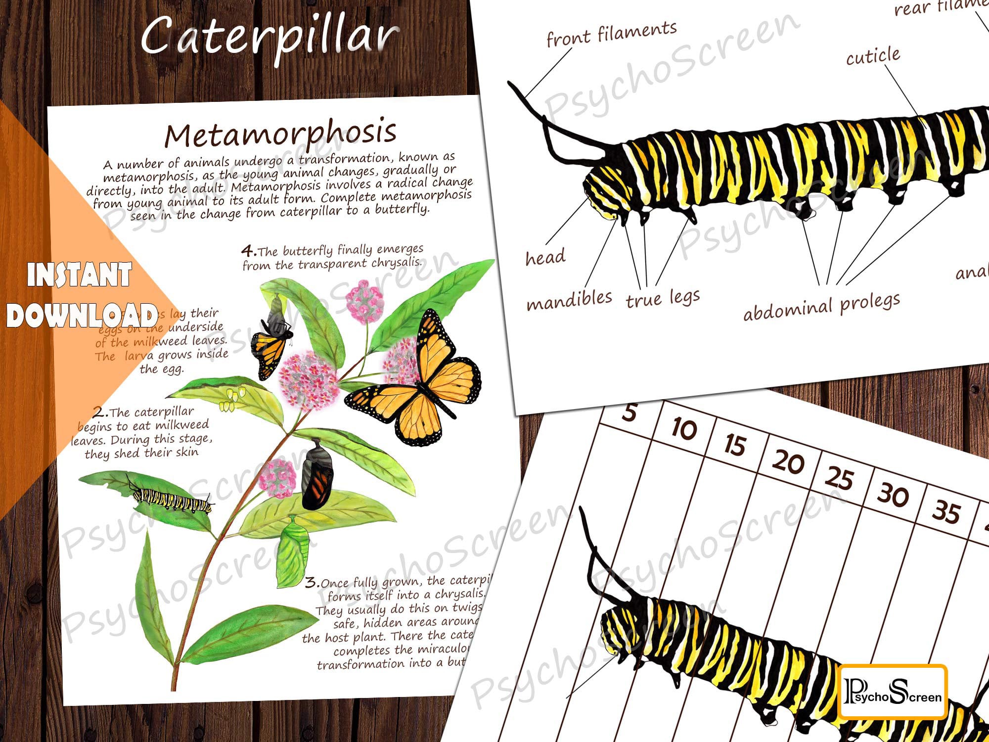 MONARCH BUTTERFLY Unit Study, MEGA Printable butterfly - anatomy, life ...