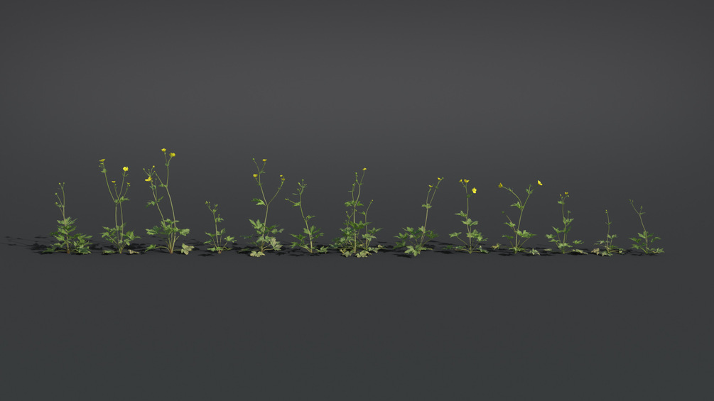 Buttercup Flower | VFX Grace 3D model