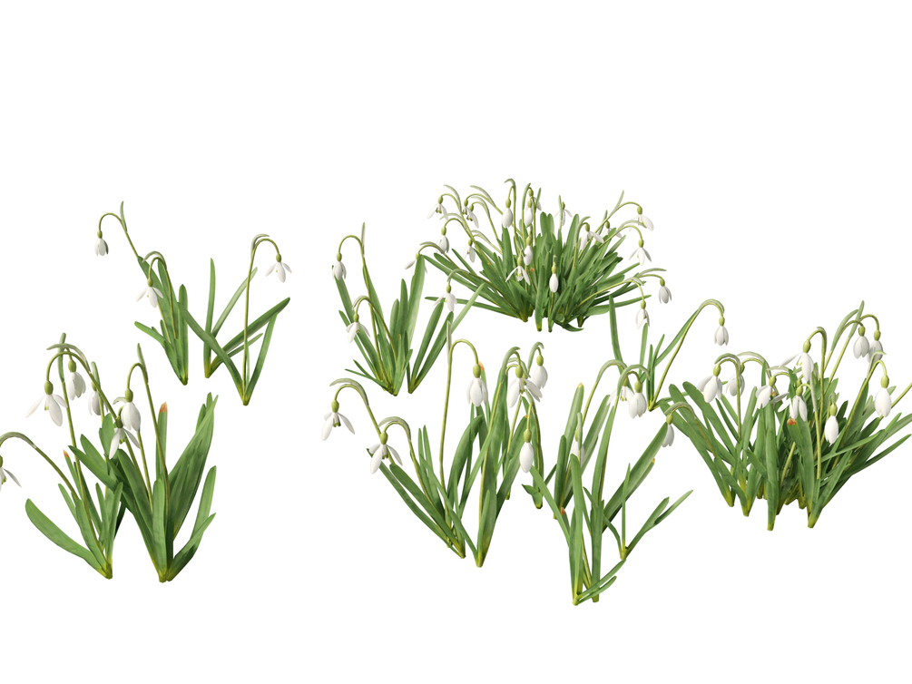 Galanthus nivalis – Snowdrop 3D Model