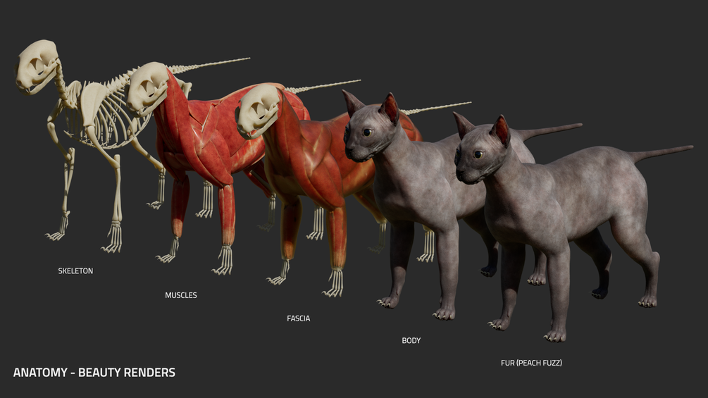 Cat Anatomy - Muscles Simulation Ready - Model & Textures