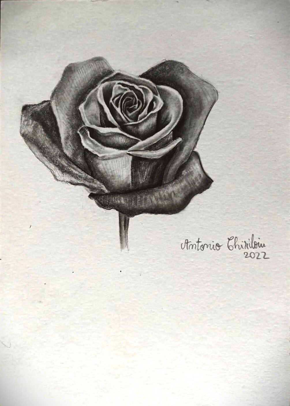 Realistic Rose Drawing