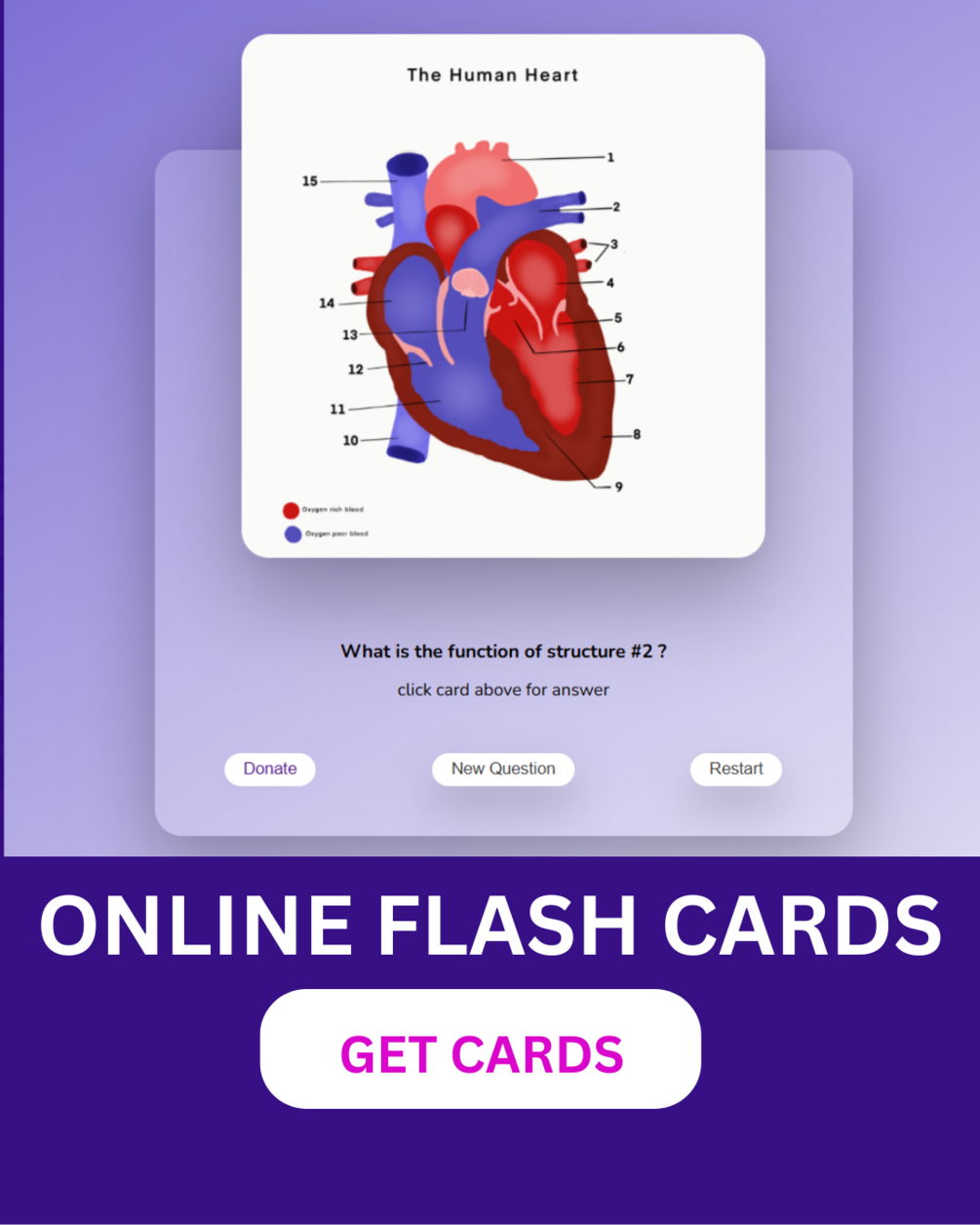 ONLINE STRUCTURE OF THE HUMAN HEART FLASHCARDS