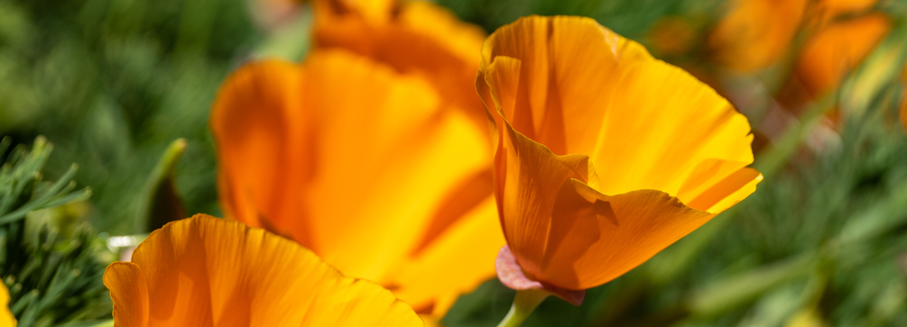 Spring Flowers in Marin