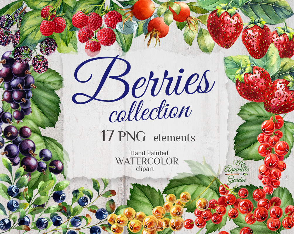 Berries. Strawberry, Raspberry, Blackberry, Currant, Blueberry, Rosehip ...